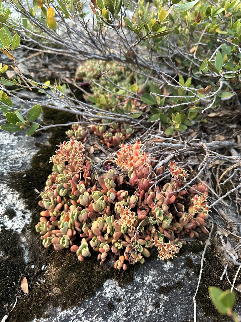 Sierra Stonecrop from Amador County, CA, USA on August 1, 2023 at 08:13 ...