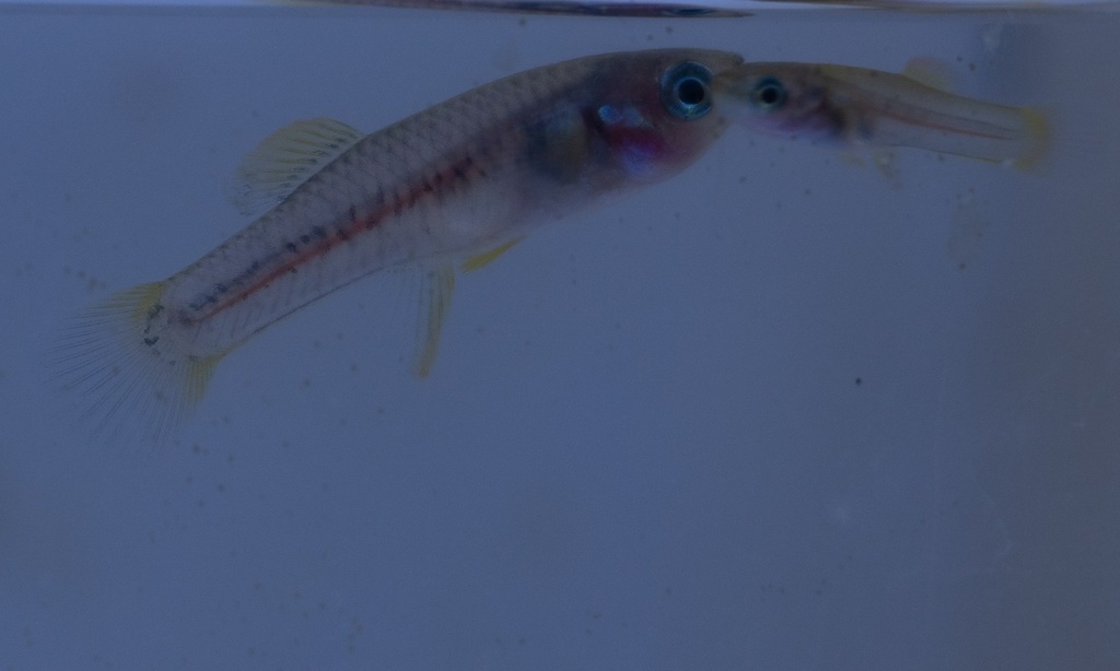 Brachyrhaphis olomina from Parque Nacional Braulio Carrillo, Vásquez de ...