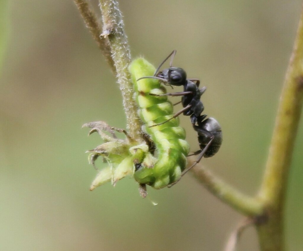 Hairstreaks from 1100 Antire Rd, High Ridge, MO 63049, USA on September ...