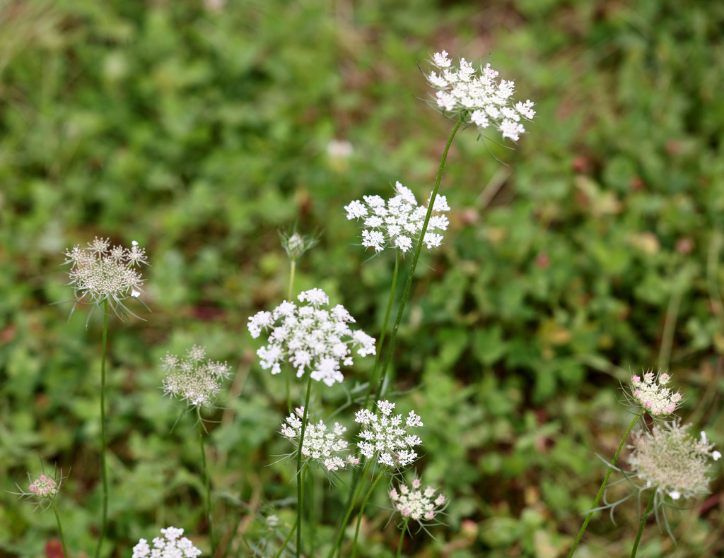 wild carrot from Baltimore Woods, Onondaga County, NY, USA on September ...