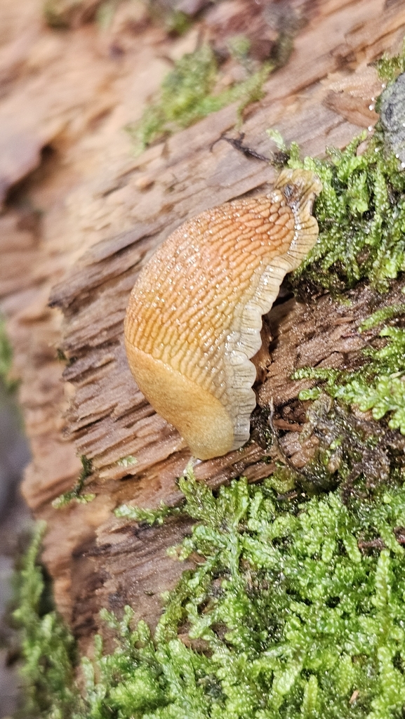 Dusky Slugs from Fairmount Township, PA, USA on September 25, 2023 at ...