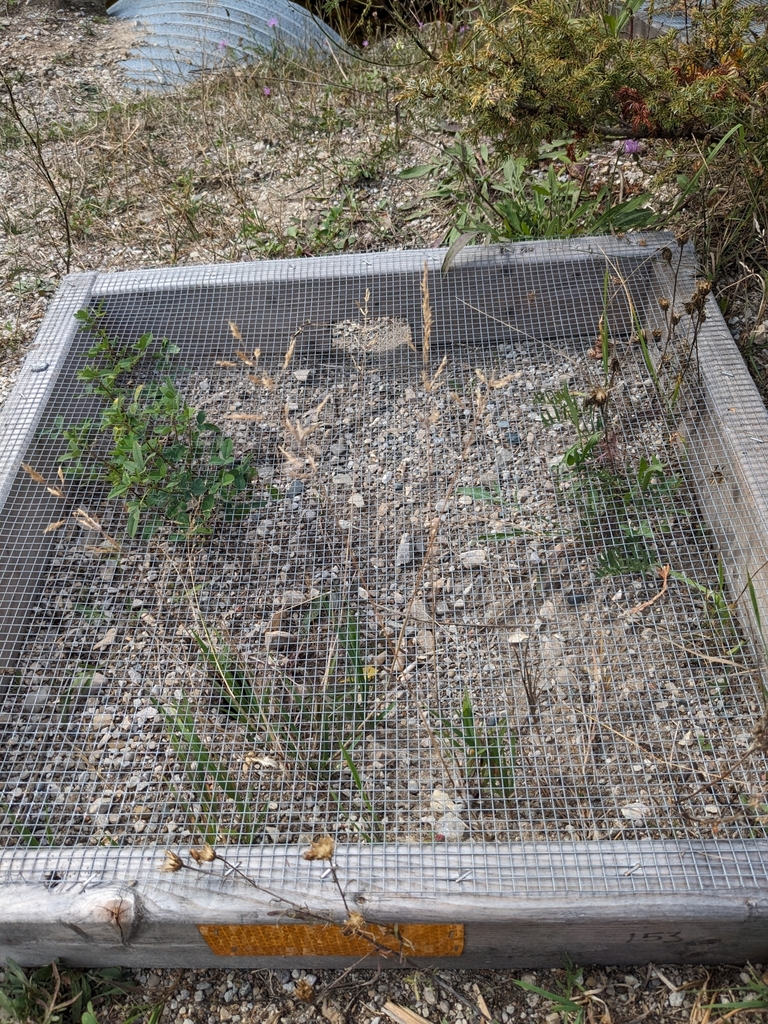 Common Snapping Turtle from Tobermory, ON N0H 2R0, Canada on September ...