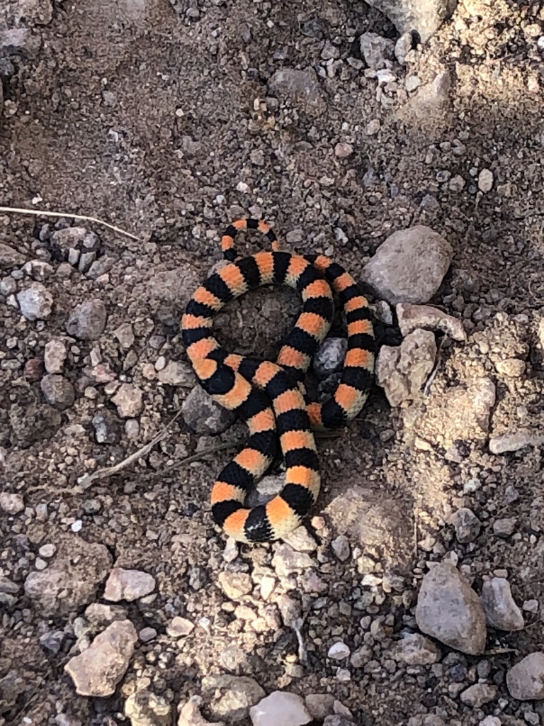 Ground Snake in September 2023 by blissbites · iNaturalist