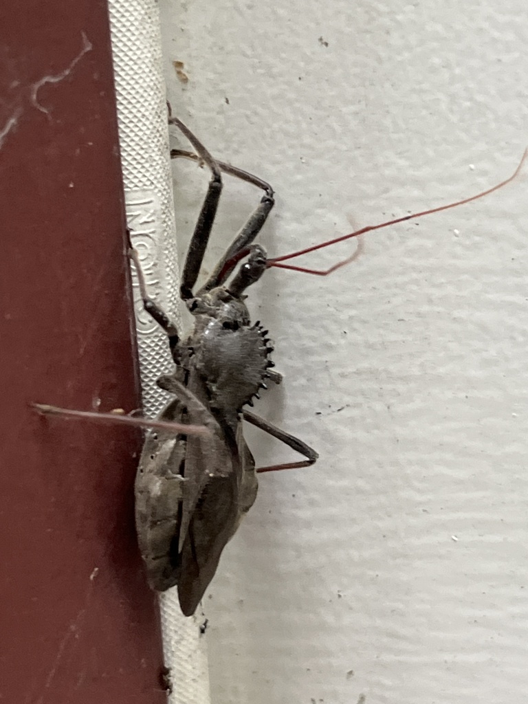 North American Wheel Bug from Welsh Hills Rd, Granville, OH, US on ...