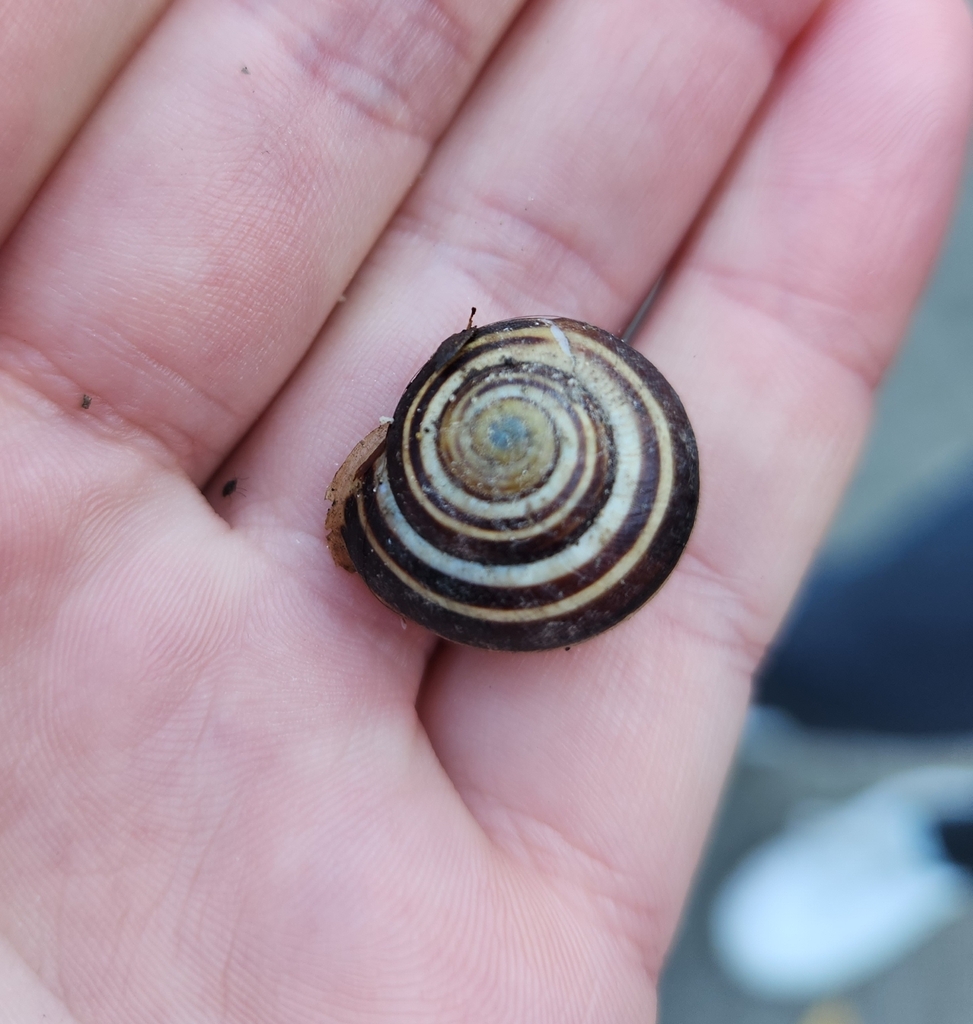 White-lipped Snail from 6003 Lucerne, Switzerland on September 25, 2023 ...