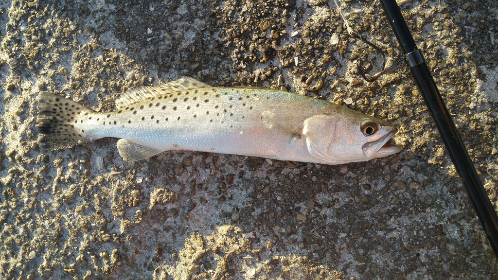 Spotted Seatrout (Saltwater Fish of Alabama) · iNaturalist