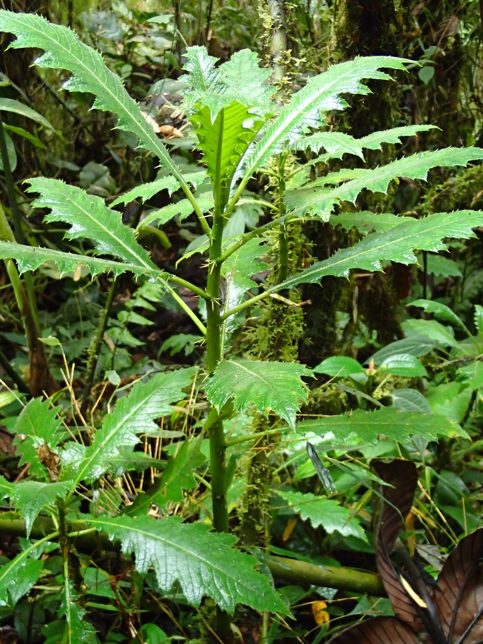 Aphelandra acanthus Nees