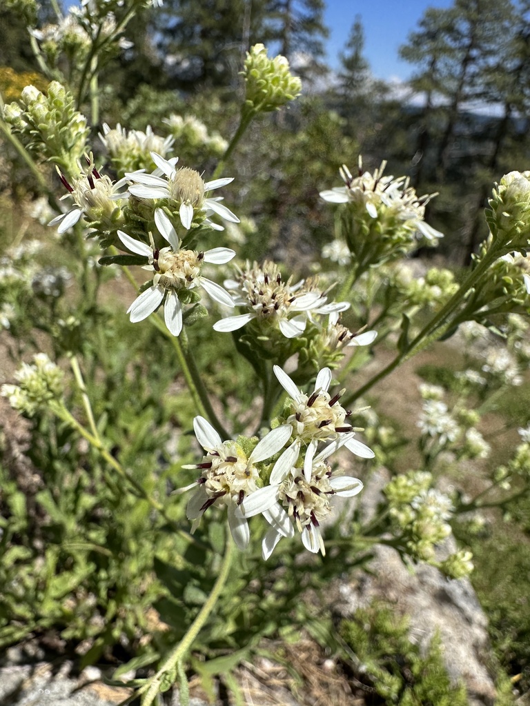 Oregon whitetop aster from Amador County, CA, USA on August 3, 2023 at ...