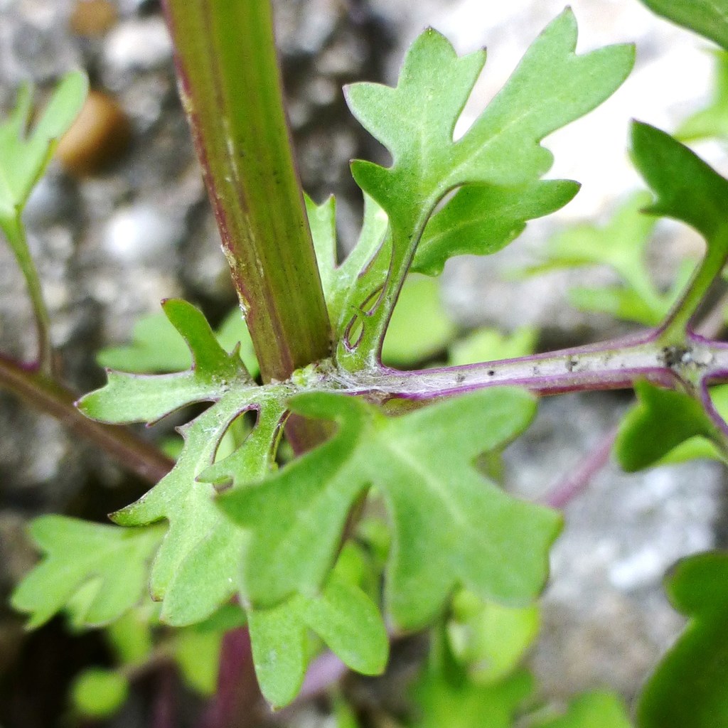 Great Plains Ragwort (Packera tampicana) - Botanical Realm