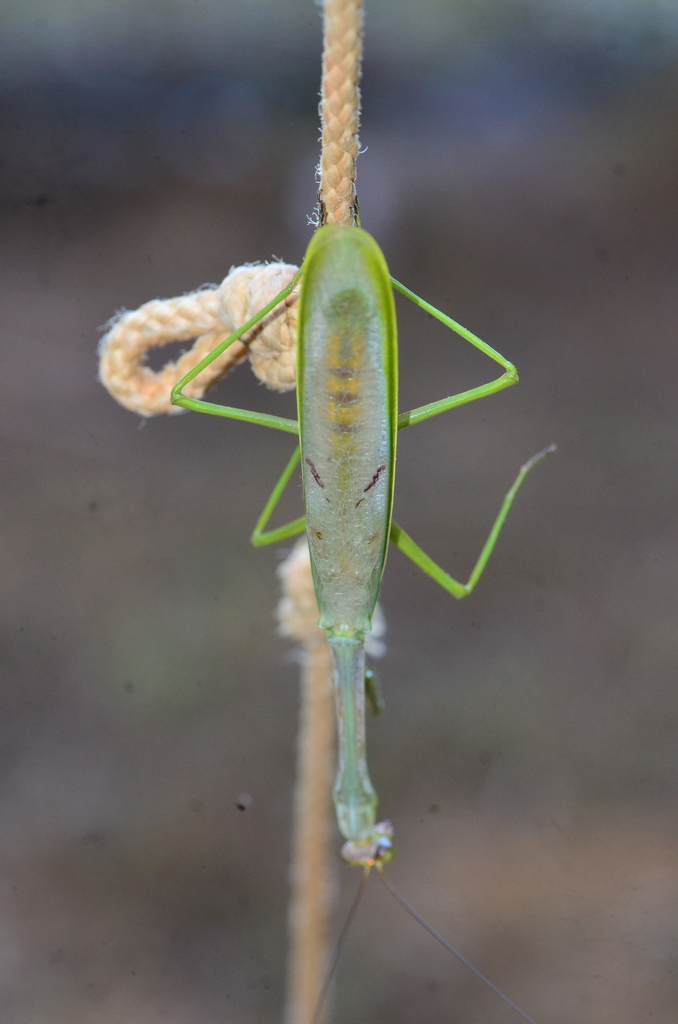 Avocado Mantis from Saint-Elie, GF-CY, GF on September 18, 2023 at 06: ...