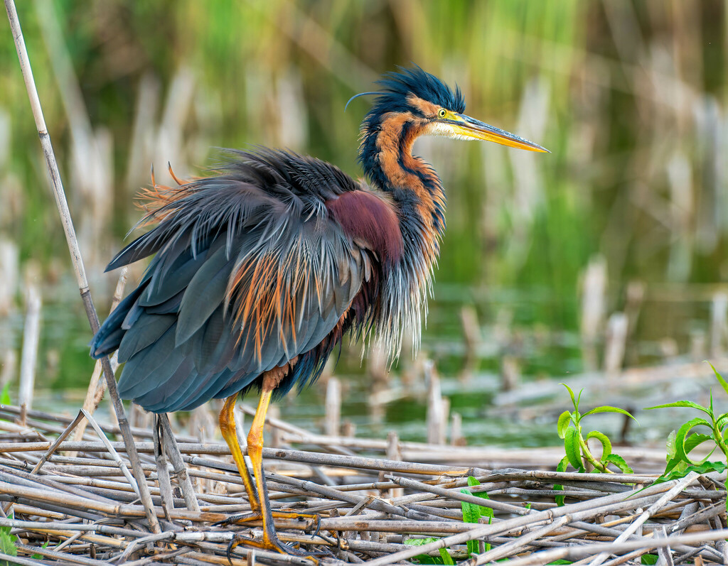 Western Purple Heron from Greater Nigel, Nigel, 1496, South Africa on ...