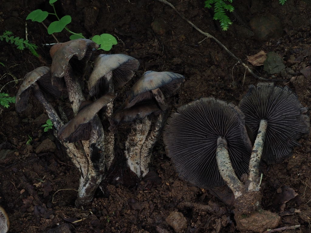 drunken mushroom in September 2023 by James Conway · iNaturalist