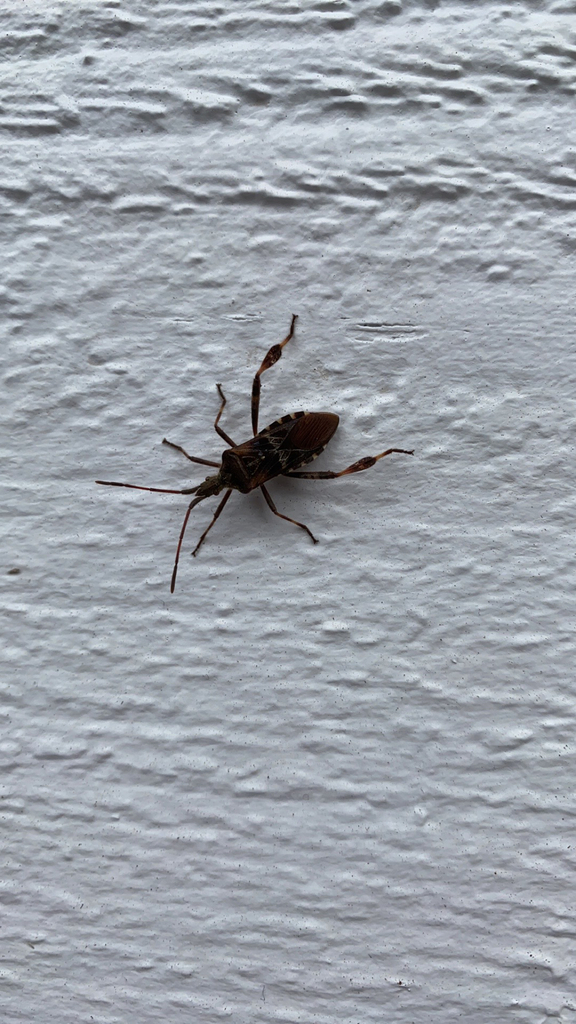 Western Conifer Seed Bug from Seattle on September 24, 2023 at 02:48 PM ...