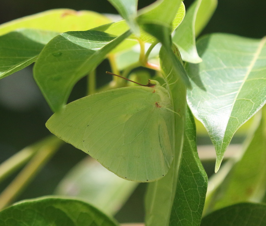 Statira Sulphur from Islamorada, FL, USA on September 23, 2023 at 11:17 ...