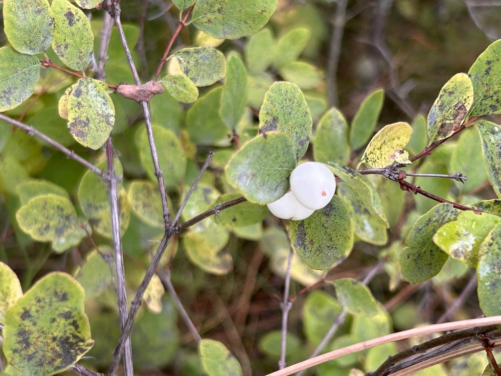Common Snowberry from Winchester State Park, Winchester, ID, US on ...