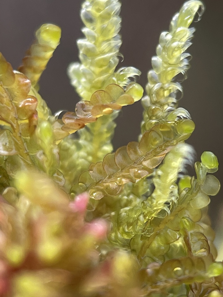 bog-moss flapwort (Odontoschisma sphagni) - Botanical Realm