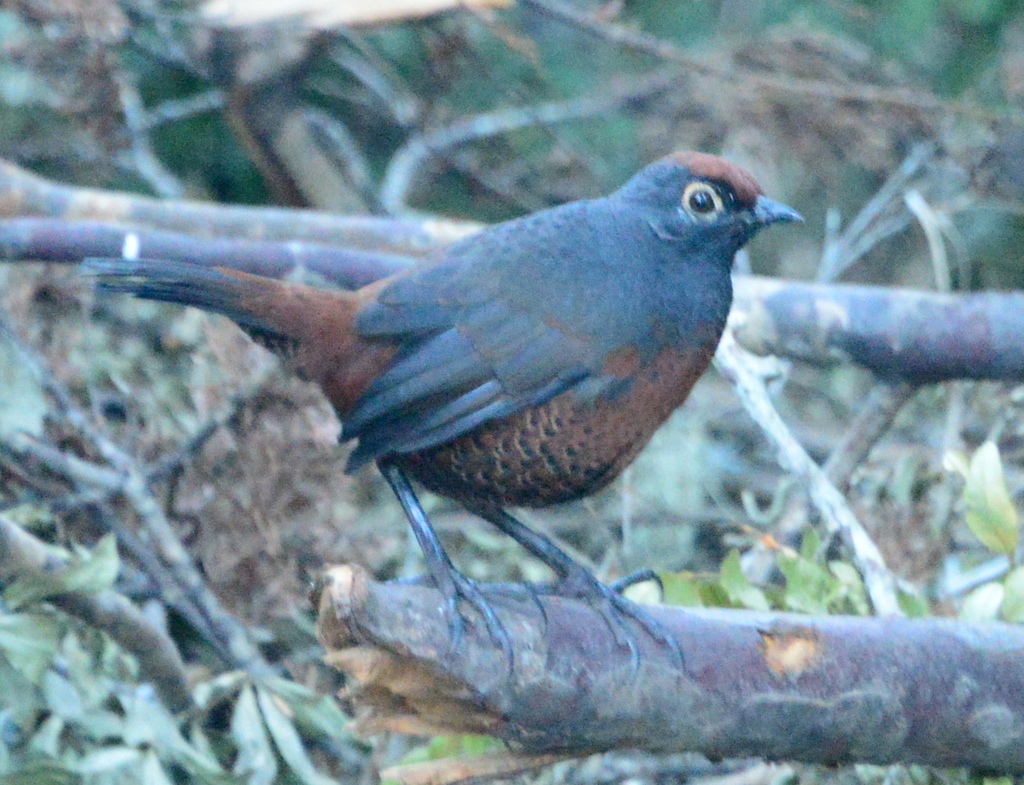 Huet-huet (Naturaleza en el Refugio del Agua-Mallín de Barrio Norte-VLA ...