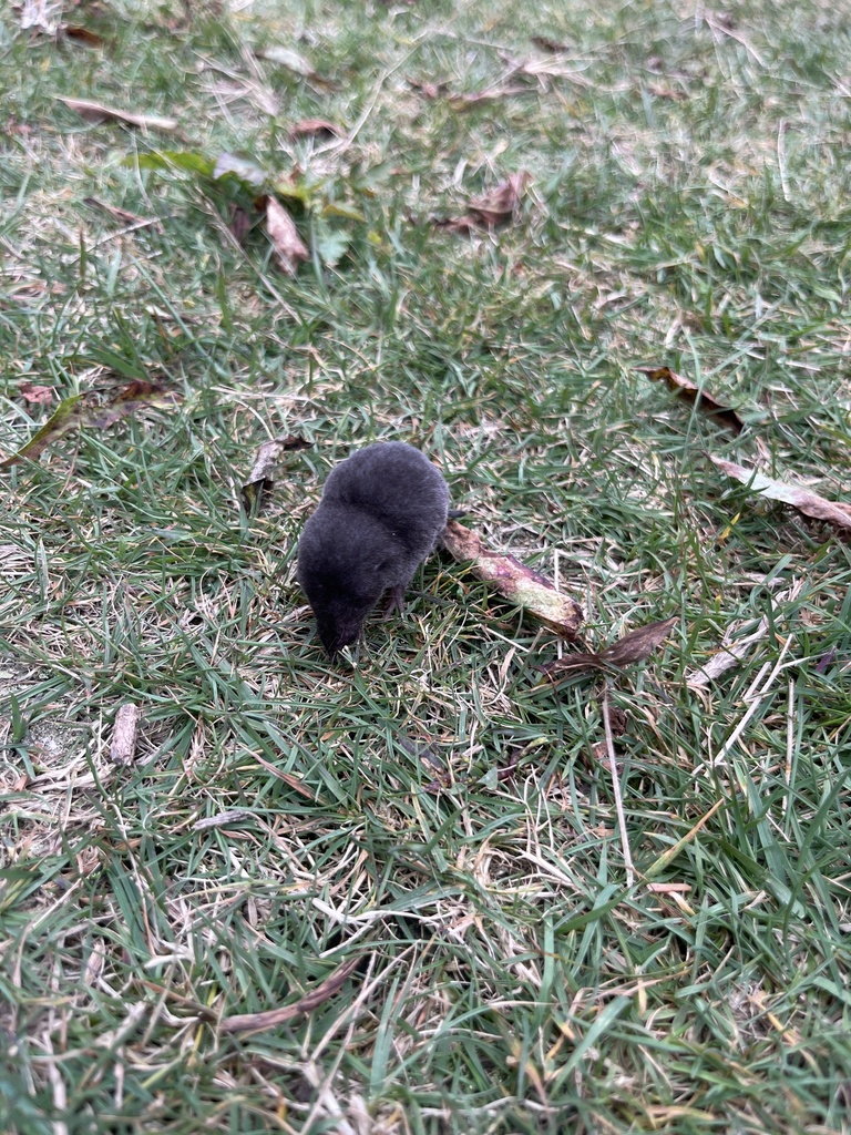 Short-tailed and Small-eared Shrews from Grayson County, US-VA ...