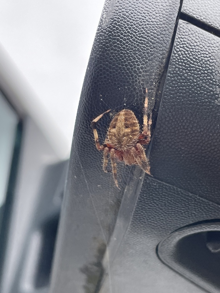Spotted Orbweaver from Old County Rd, Newark, DE, US on September 25 ...