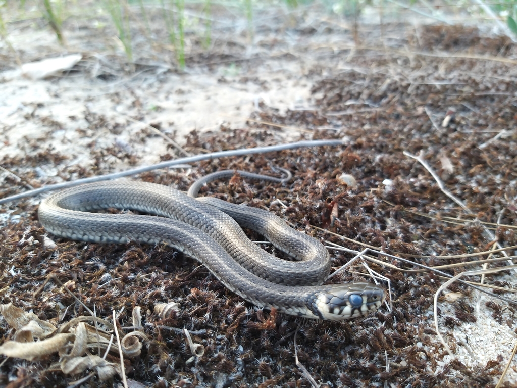 grass snake in September 2023 by Adam Bouderka · iNaturalist