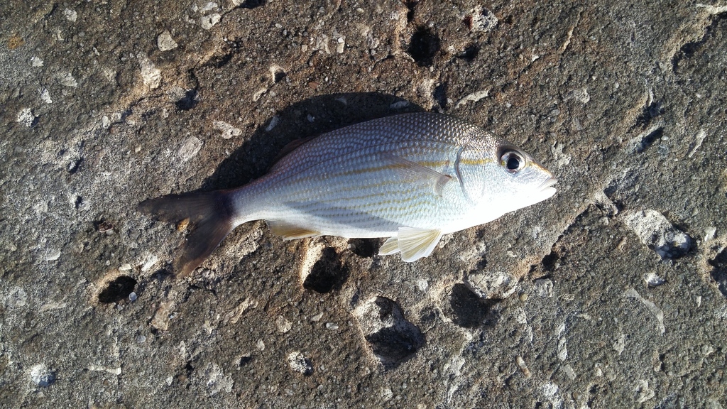 Grunts (Haemulidae) - Marine Life Identification