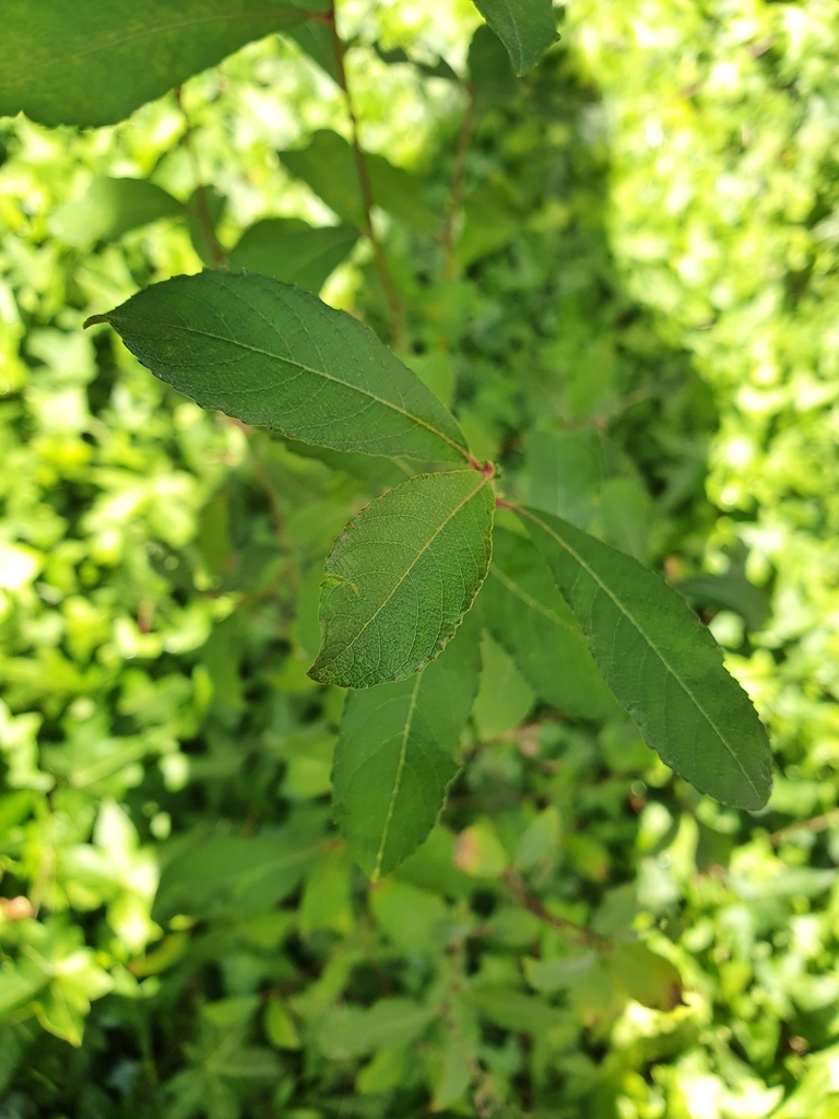 Rusty Willow in September 2023 by matilda_pondscum · iNaturalist