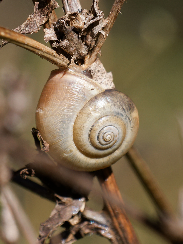 Kentish Snail in September 2023 by olrett. Su *Cichorium intybus*. A ...