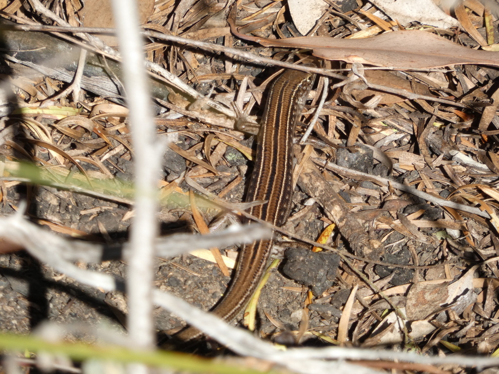 Robust Ctenotus from Ballandean QLD 4382, Australia on September 25 ...