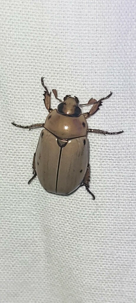 Grapevine Beetle from Savage, MD, USA on July 26, 2023 at 09:25 PM by ...