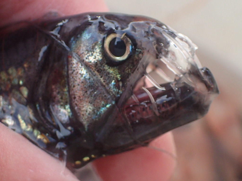 Pacific Viperfish (Chauliodus macouni) - Marine Life Identification