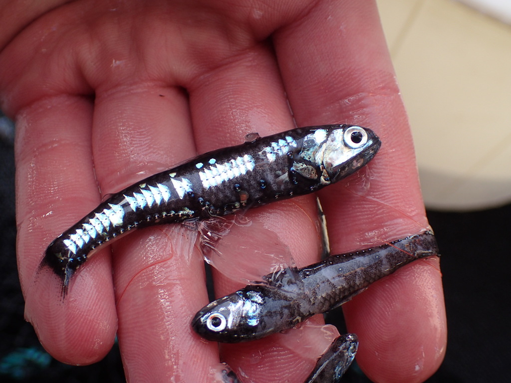 Northern Lampfish (Stenobrachius leucopsarus) - Marine Life Identification