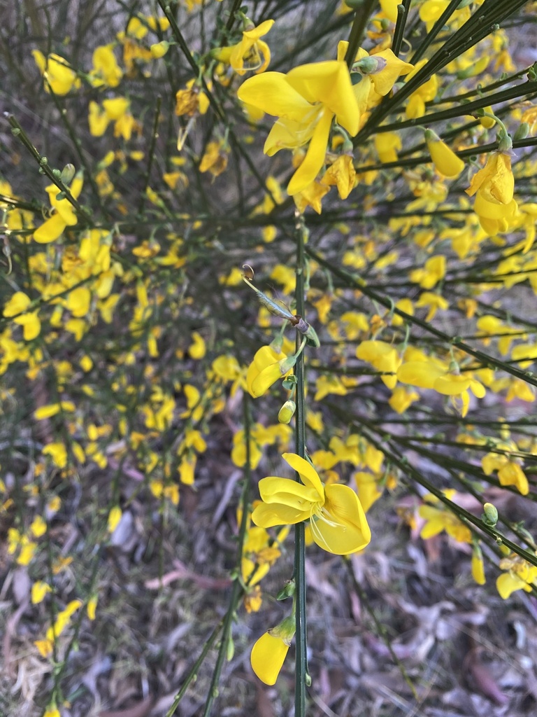 legumes from Monga, NSW, AU on September 21, 2023 at 08:25 AM by ...