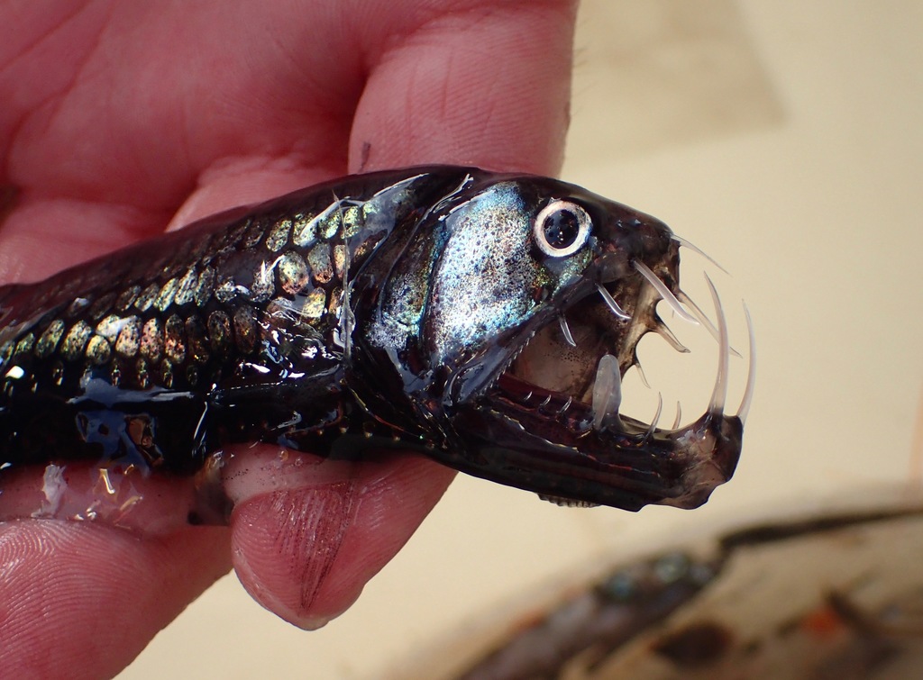 Pacific Viperfish (Chauliodus macouni) - Marine Life Identification