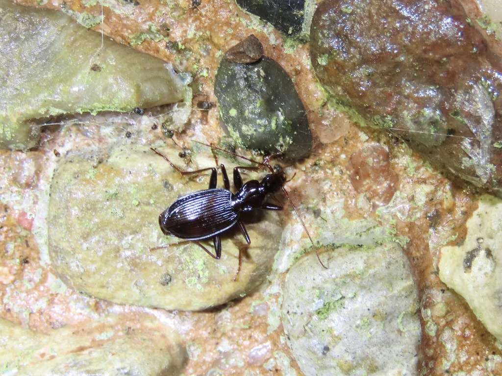 Platynus angustatus in September 2023 by Josh Emm · iNaturalist