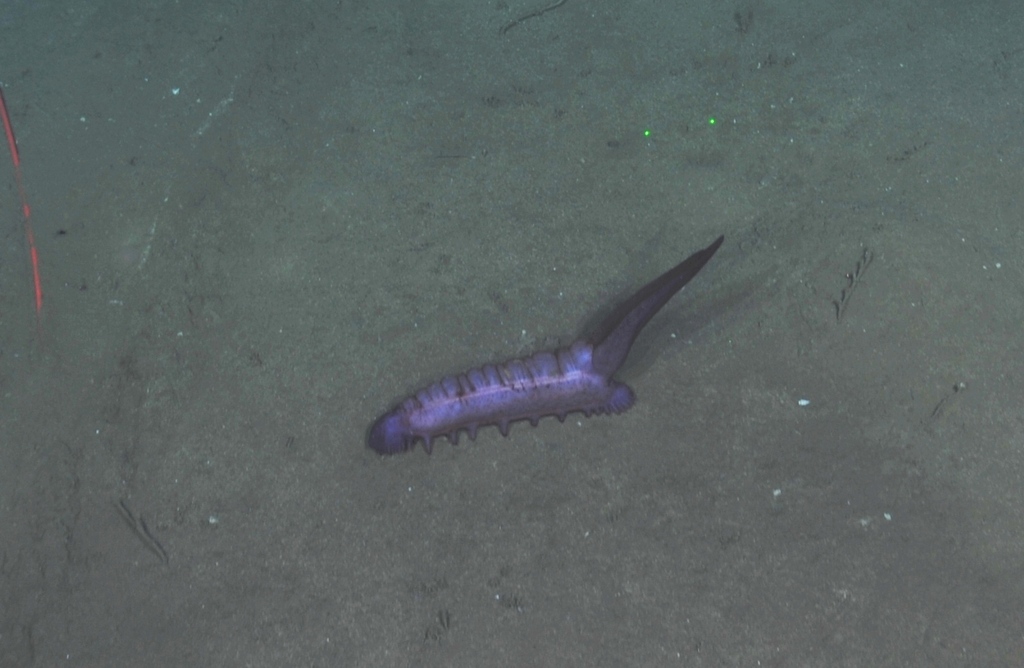 Psychropotes from Cascadia Basin West 1026B on June 23, 2012 at 04:56 ...