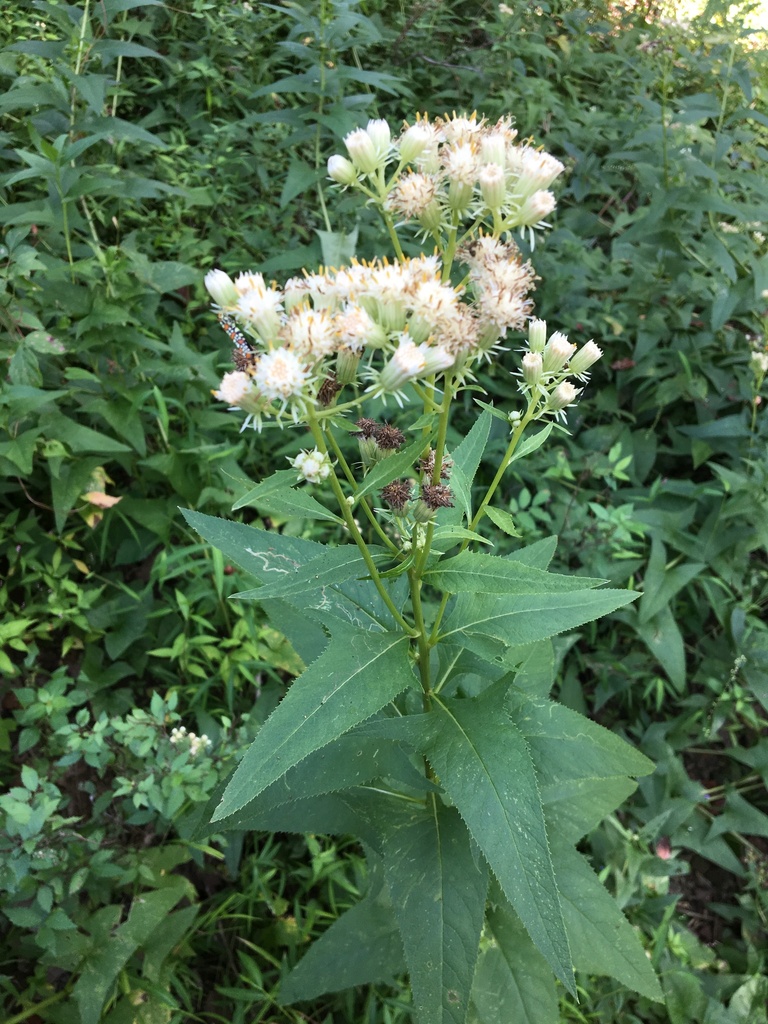 False Indian Plantain from Buffalo Creek, Bethany, WV, US on August 19 ...