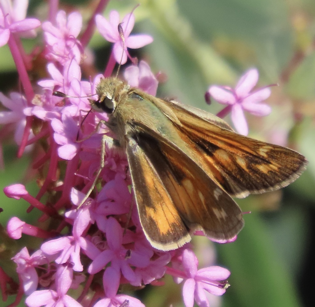 Field Skipper (Southern Plains butterfly guide) · iNaturalist