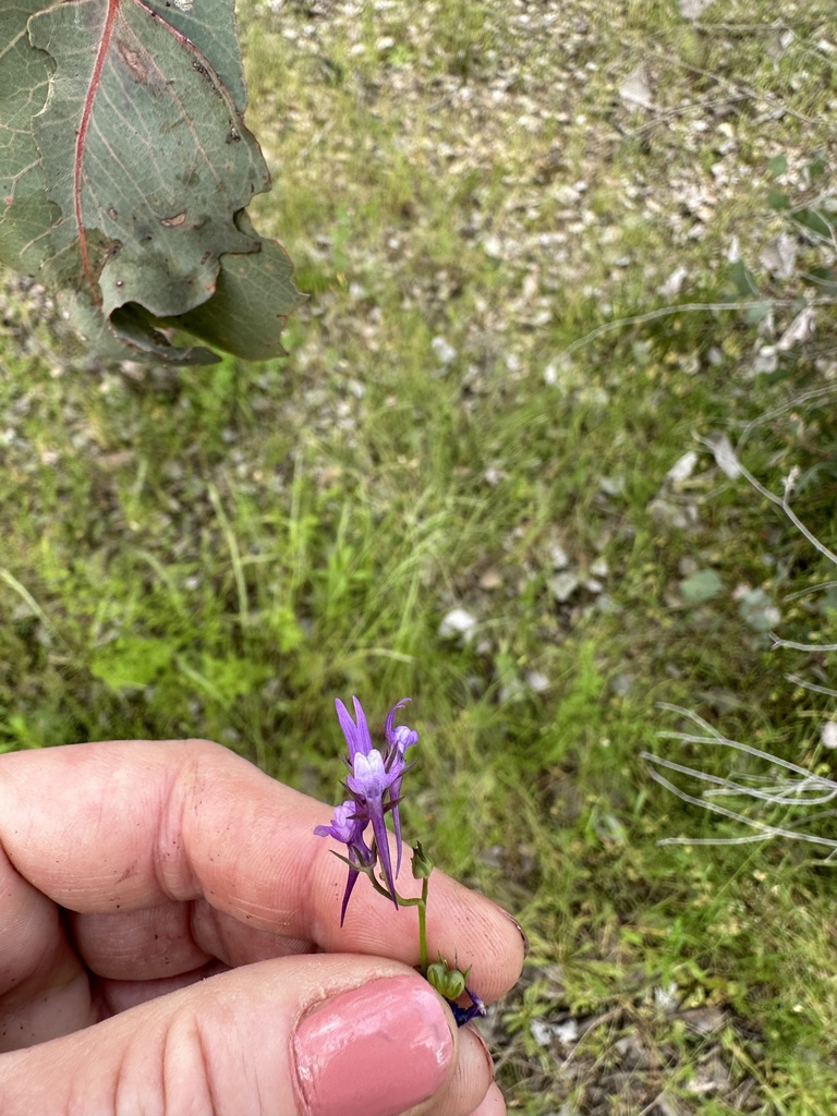 Toadflax from Tumut State Forest, Wereboldera, NSW, AU on November 6 ...