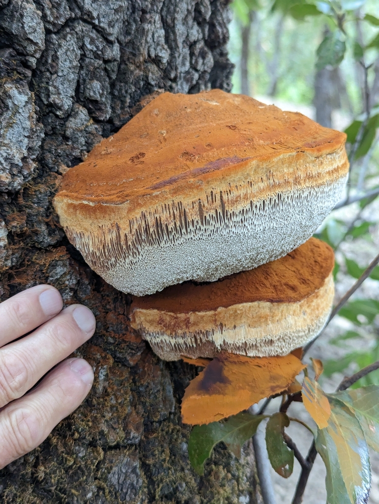 Inocutis dryophila from J.F. Kennedy Memorial Rd at SR 299, California ...