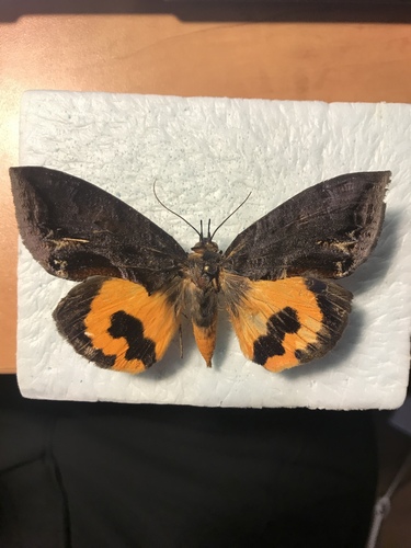 Eudocima colubra · iNaturalist