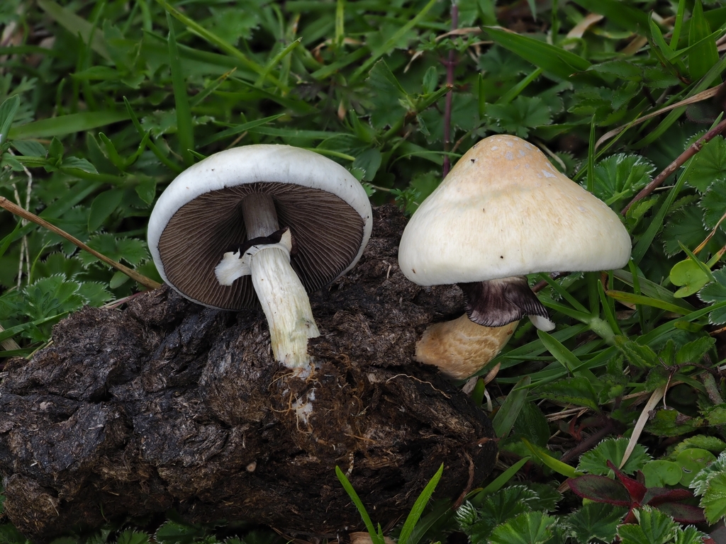 Magic Mushroom in August 2023 by James Conway · iNaturalist