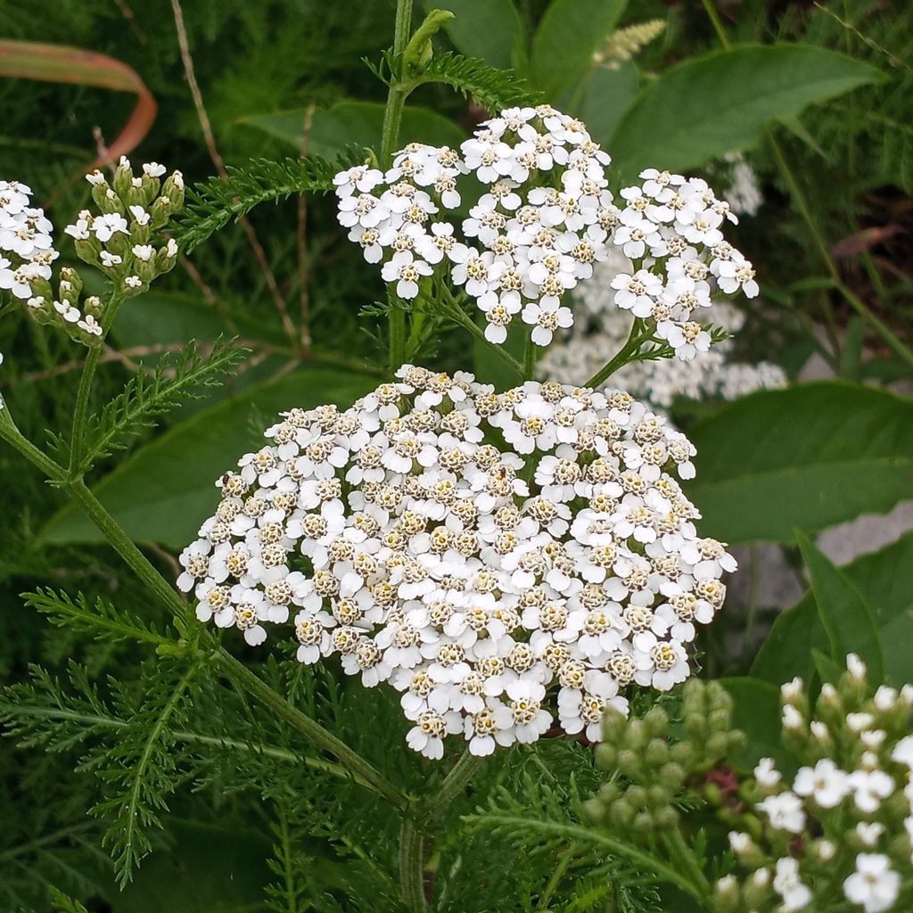 common yarrow from Worcester County, MD, USA on September 25, 2023 at ...