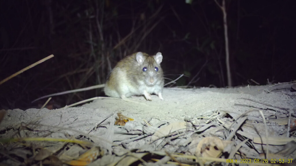 Pale Field Rat from Talegalla Weir QLD 4650, Australia on September 26 ...