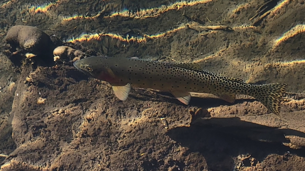Colorado River Cutthroat Trout from Estes Park, CO 80517, USA on ...