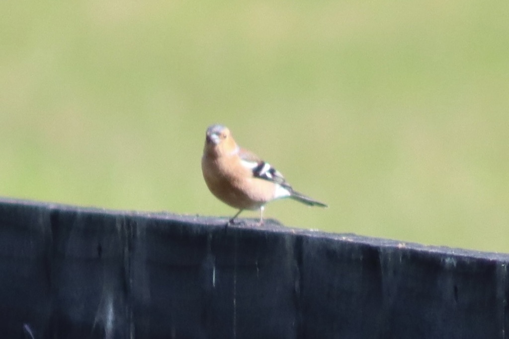 British Chaffinch in September 2023 by stephen-ao · iNaturalist