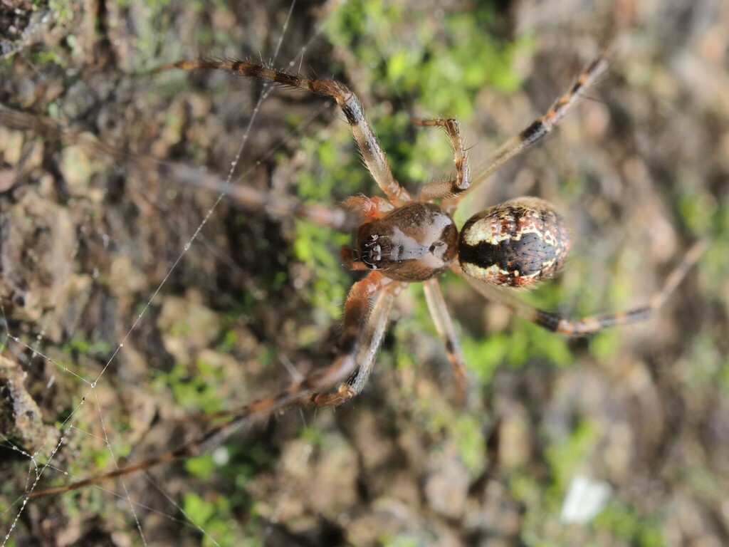 Diamond Comb-footed Spider from Northall Park, New Lynn, Auckland ...