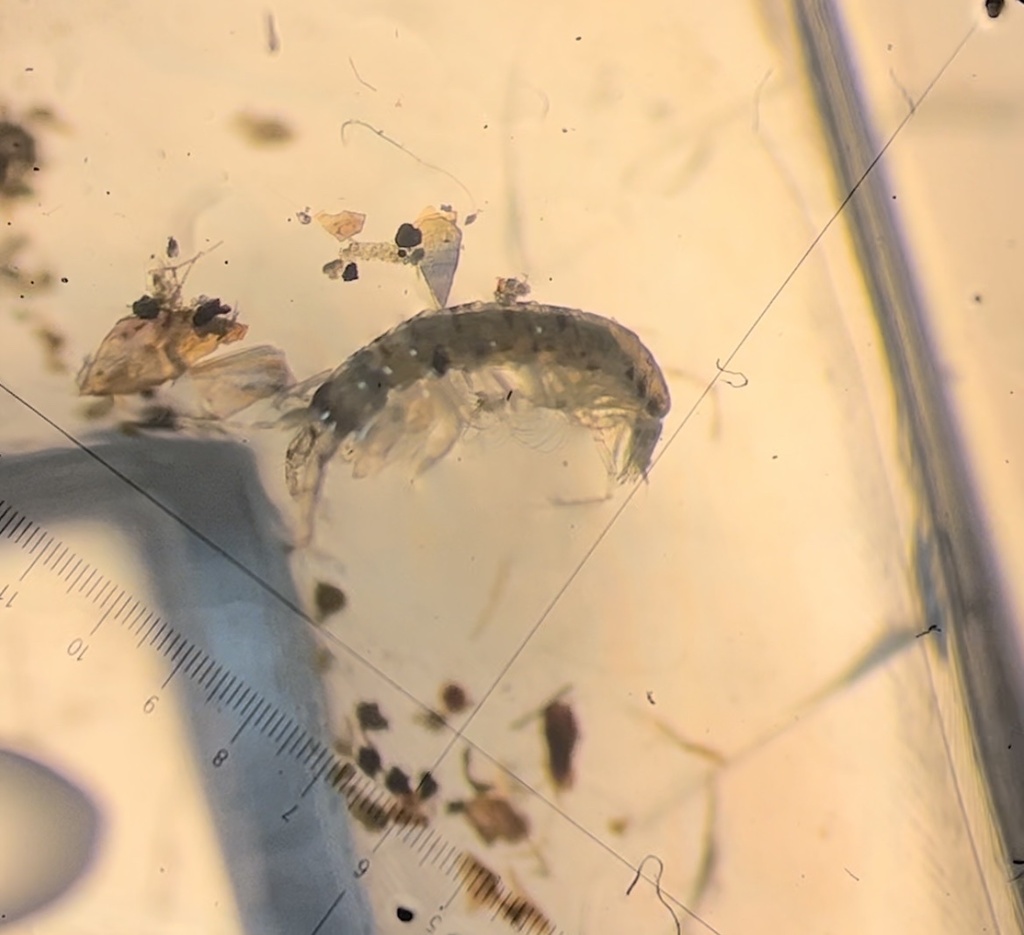 Corophiidae from Cape Breton University, Cape Breton, NS, CA on ...