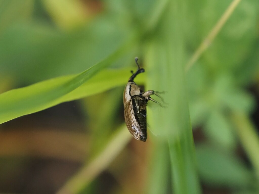 Clay-colored Billbug from Bloomington, MN 55425, USA on September 24 ...