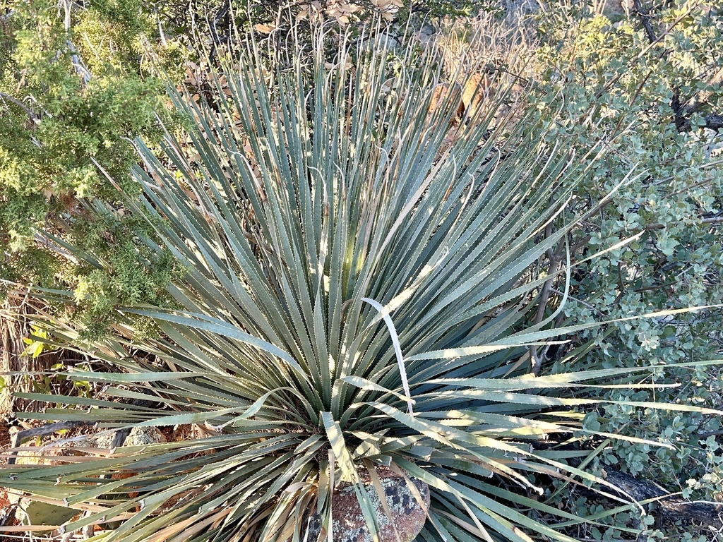 Wheeler sotol from Tonto National Forest, Star Valley, AZ, US on ...
