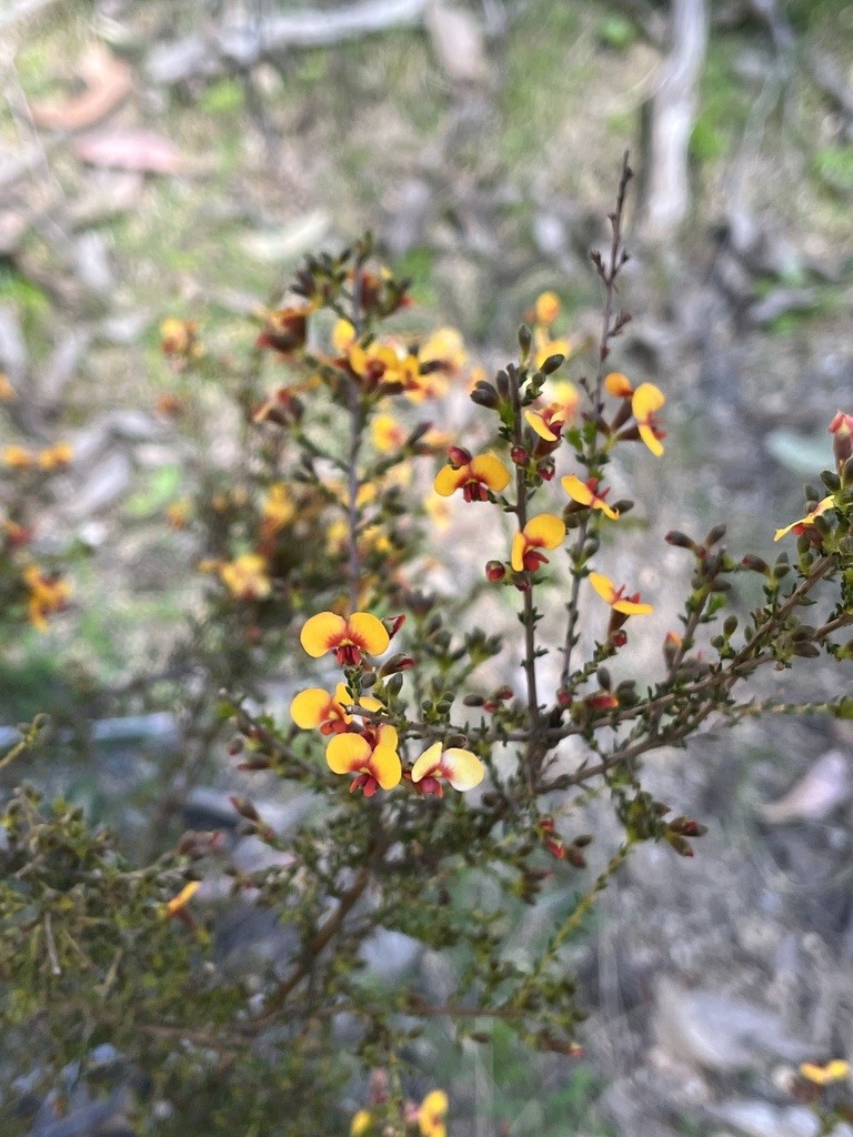 small-leaf parrot-pea from Strathbogie State Forest, Lima East, VIC, AU ...